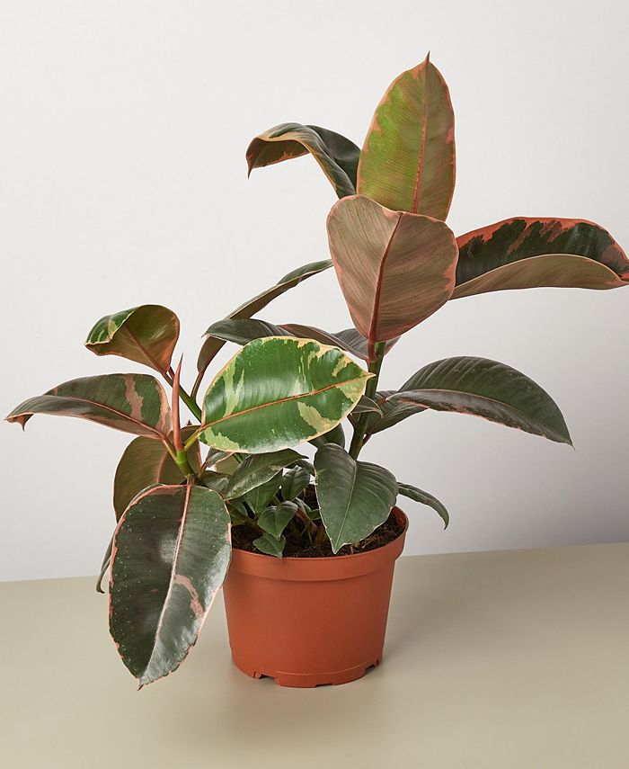 House Plant Shop Ficus Ruby Pink 'Elastica' Live Plant, 6" Pot - Macy's