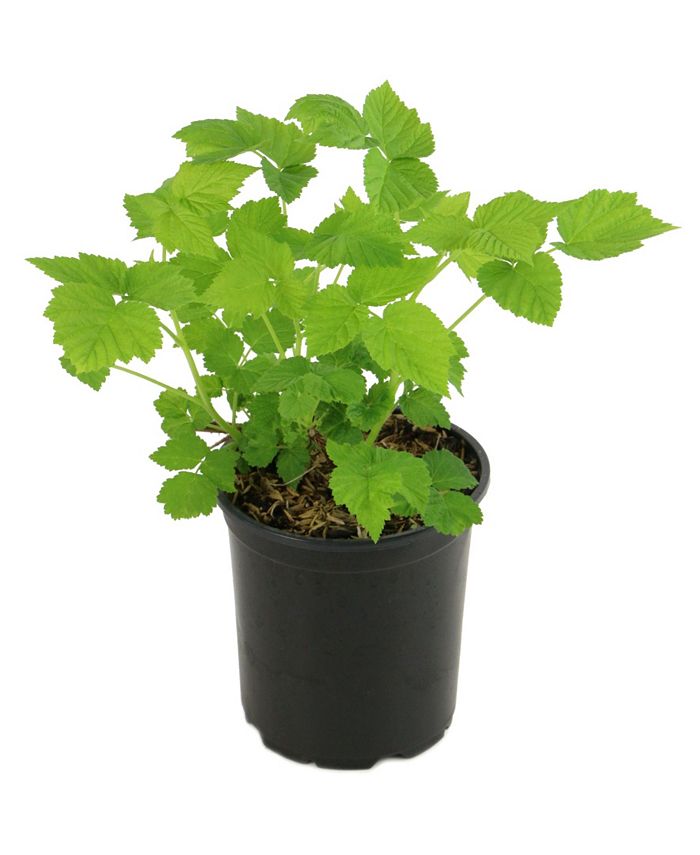National Plant Network Raspberry Thornless Caroline Live Plant, 8" Pot ...