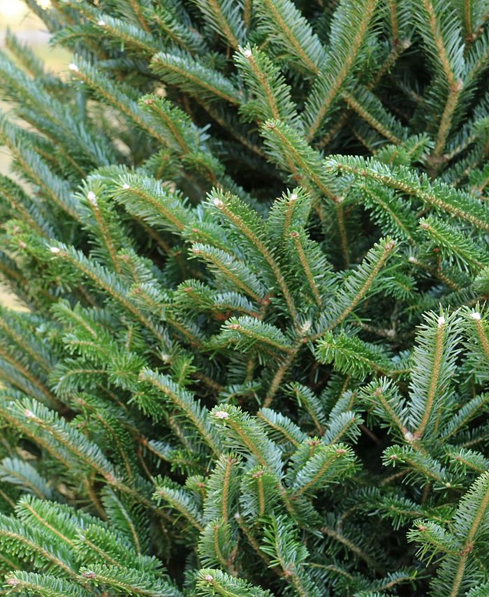 National Plant Network Fresh Cut Table Top Fraser Fir Christmas Tree ...