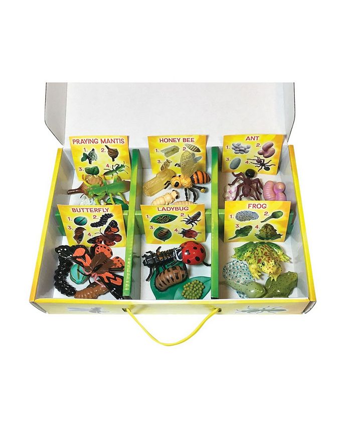 Insect Lore STEM Learning Life Cycle Stage Figurines - Macy's