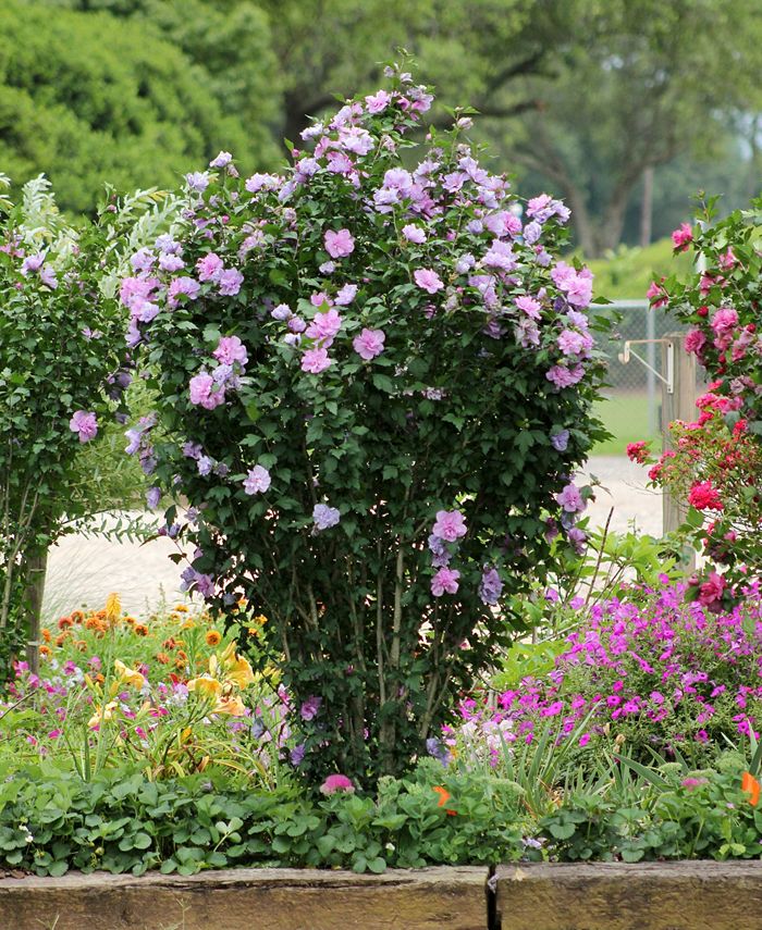 National Plant Network Hibiscus Blueberry Smoothie Live Plant 2 Gallon