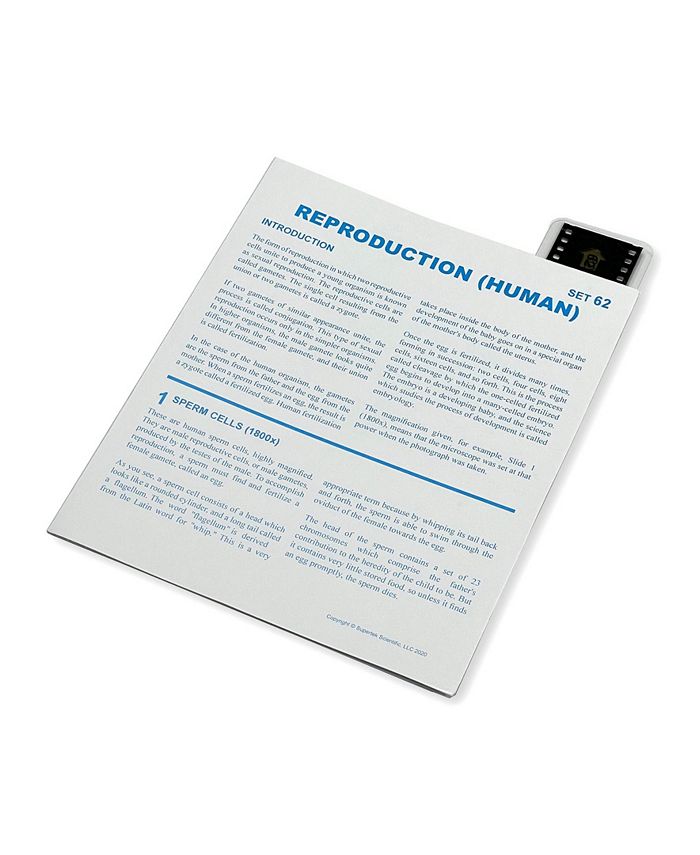 Supertek Microslide, Reproduction - Macy's