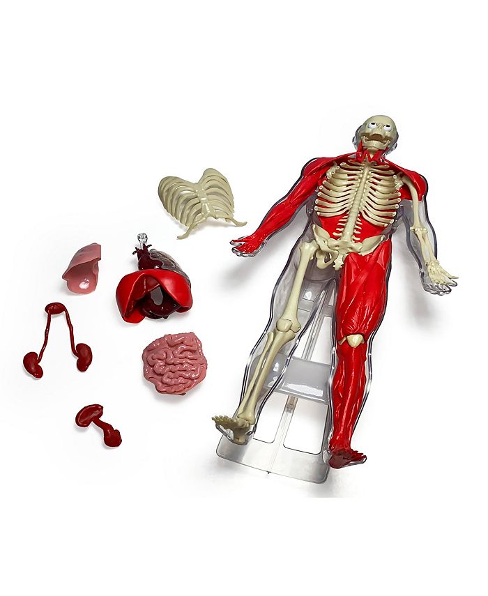 SmartLab Toys Ultimate Squishy Human Body Lab with Smartscan Technology ...