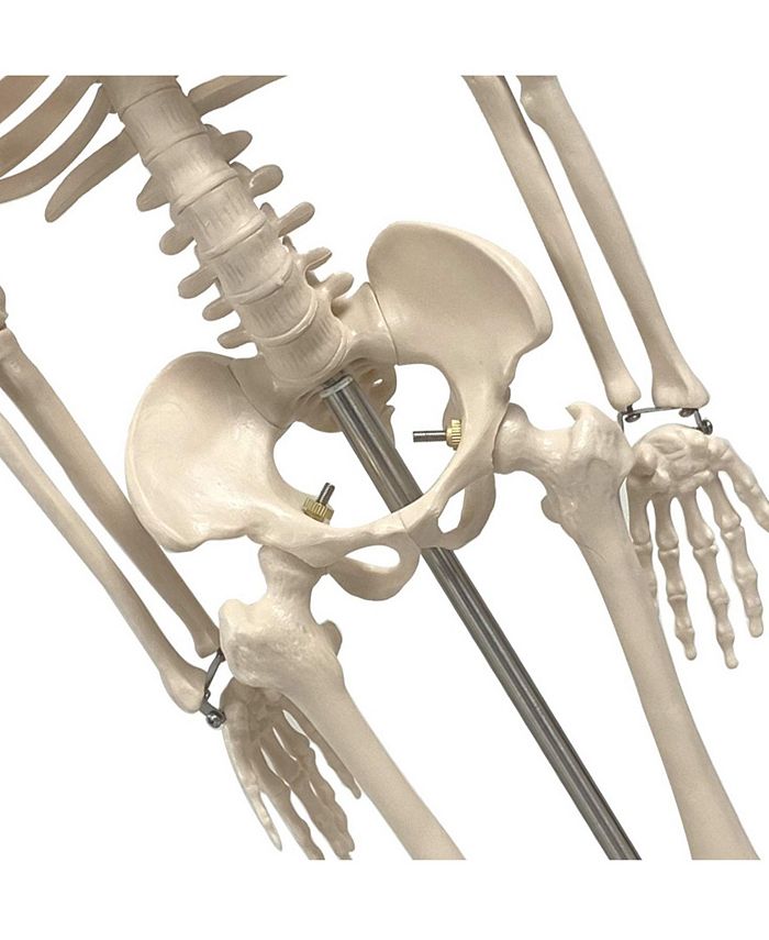 Supertek Human Skeleton Model with Key, 19.5" - Macy's