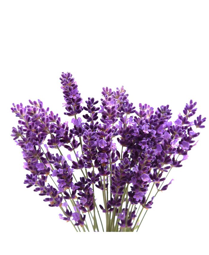 Macy's AeroGarden Lots of Lavender Seed Pod Kit, 6-Pod - Macy's