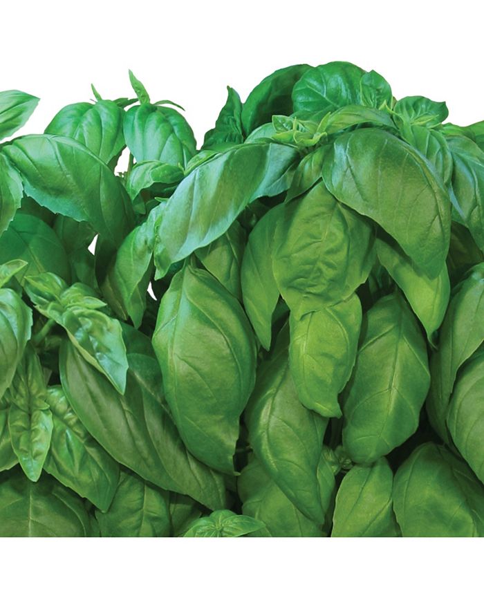 Macy's AeroGarden Pesto Basil 6-Pod Seed Kit - Macy's