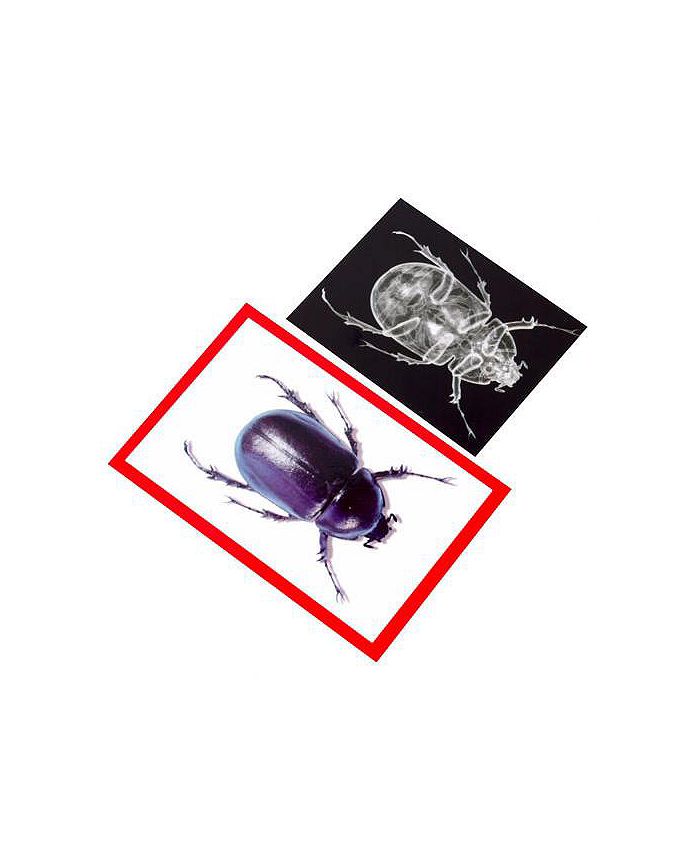 Roylco Insect X-Ray and Picture Cards - 36 Pieces - Macy's