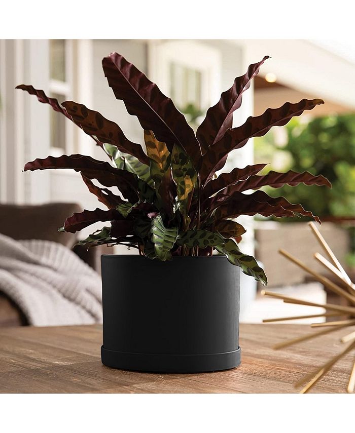 Bloem Plastic Mathers Planter w Snap-on Saucer, Black, 8in - Macy's