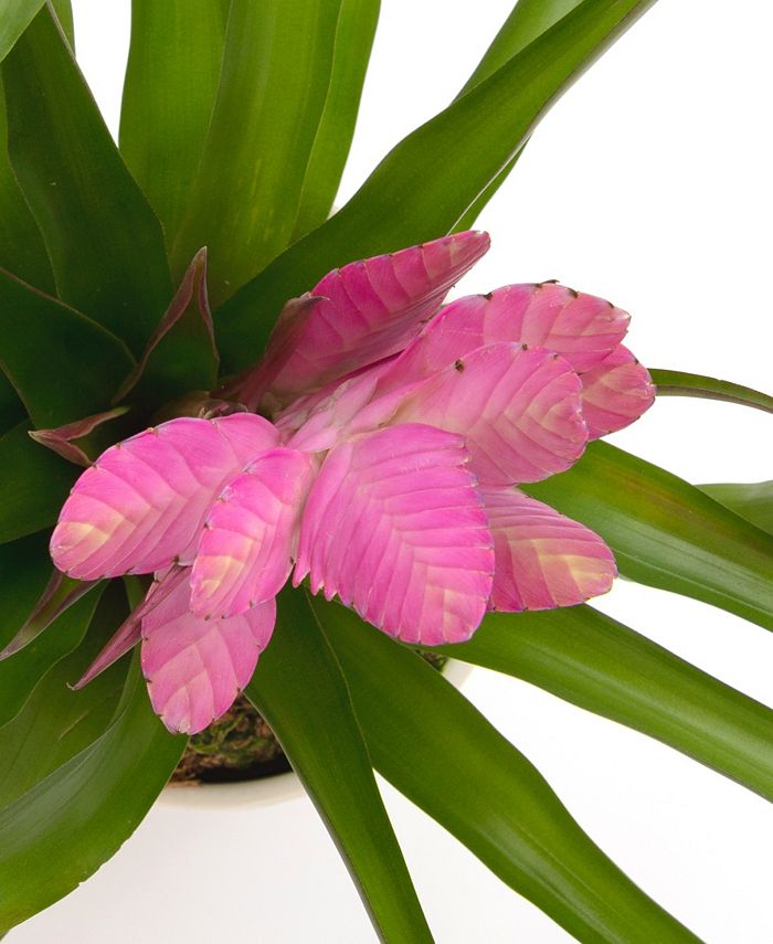 BloomsyBox Pink Bromeliad Live Plant - Macy's