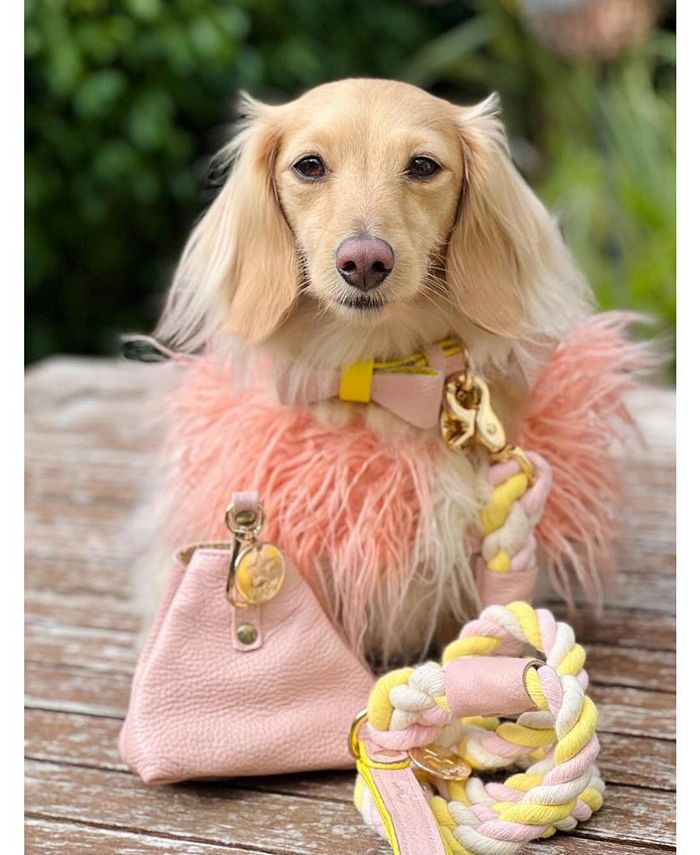 PoisePup Pet Dog 5ft Long Leash - Sweetest Thing - Macy's