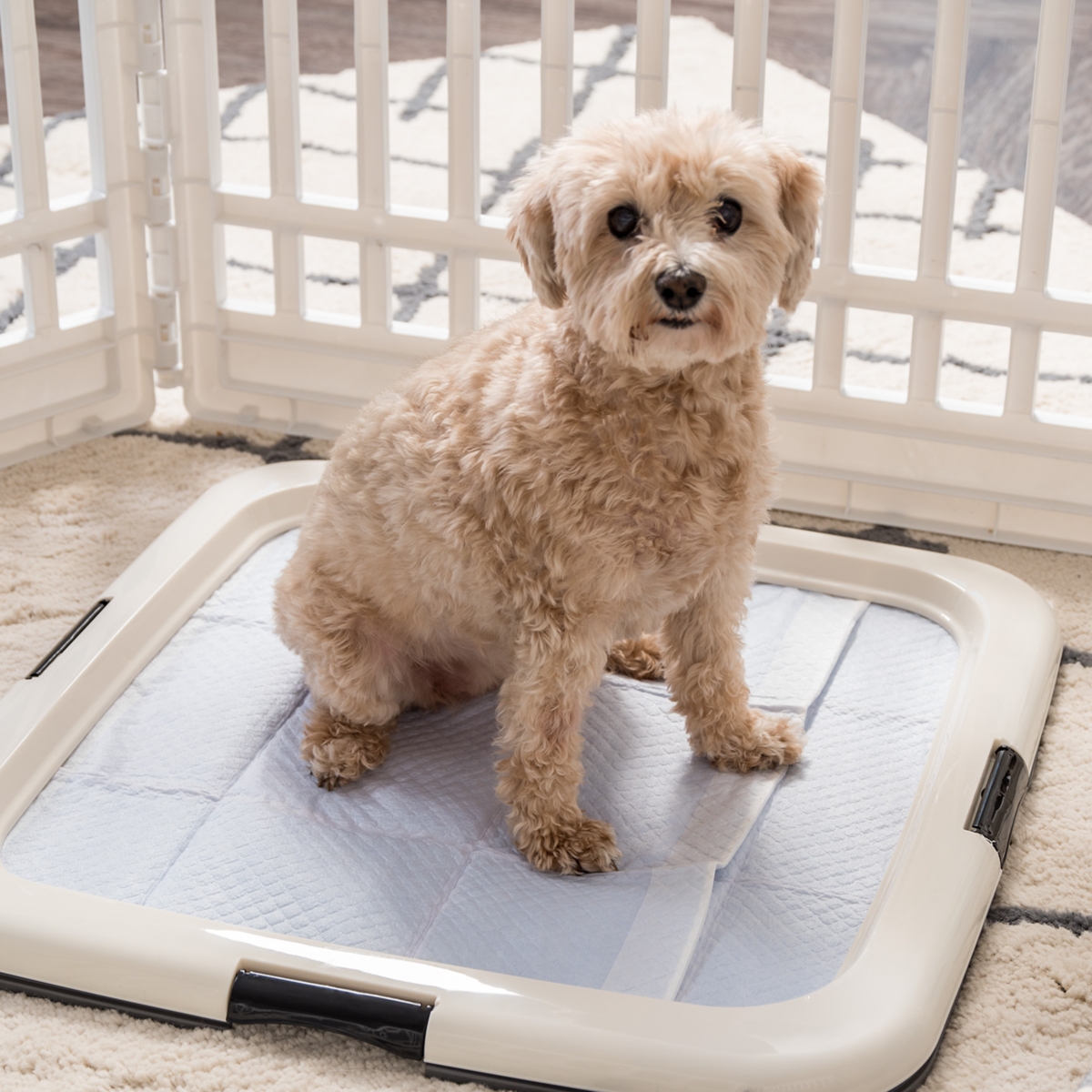 Click here for Pee Pads Square Pet Training Pad Holder for Dogs... prices
