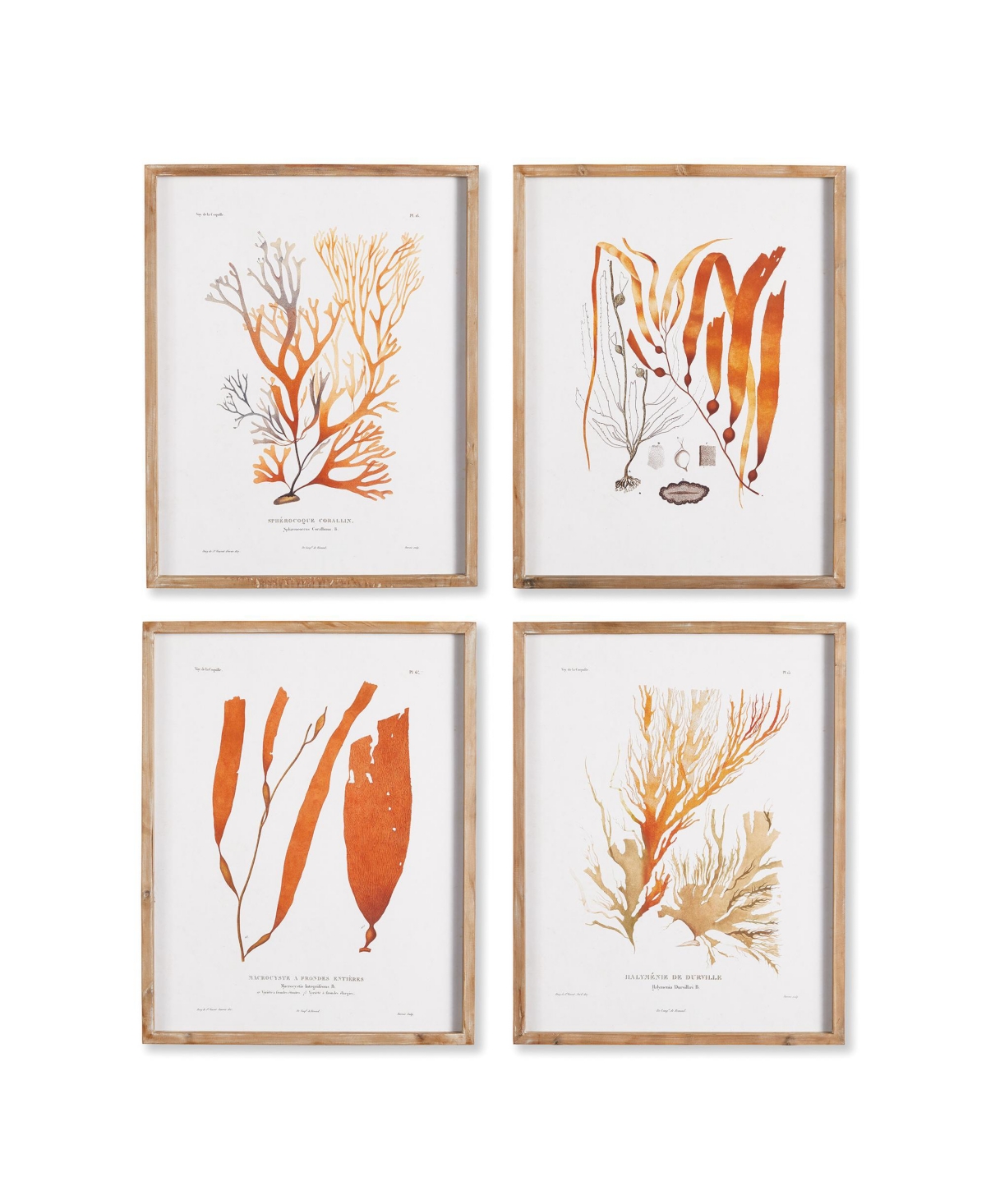 Click here for Coral Reef Study Set of 4 - Orange prices