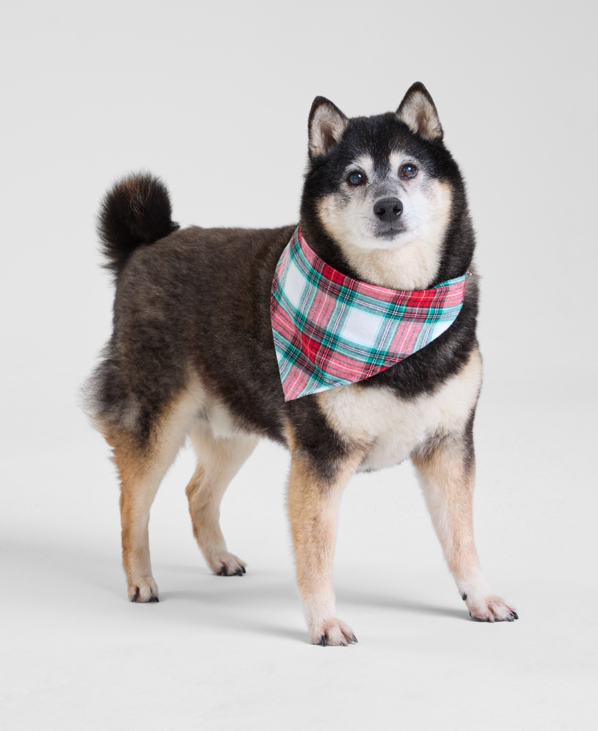 Click here for Holiday Lane Merry Plaid Pet Bandana  Macys Exclus... prices