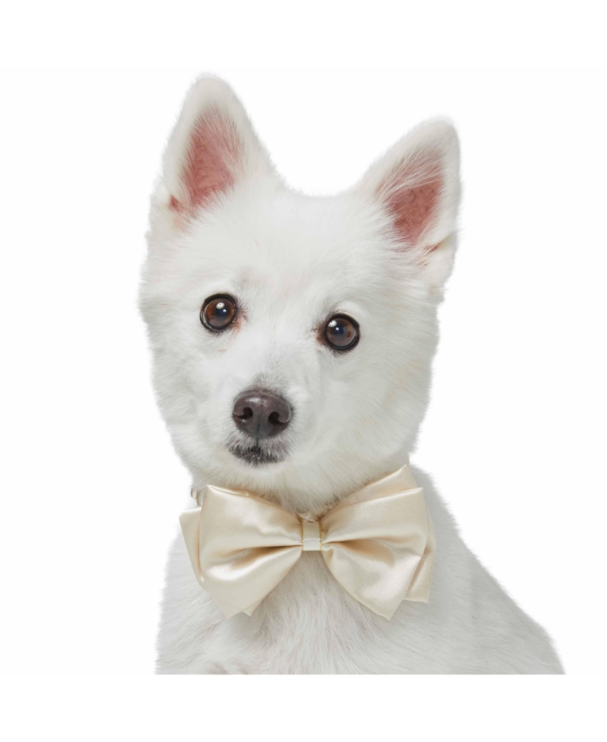 Click here for Blueberry Pet My Little Princess Dog Collar with E... prices