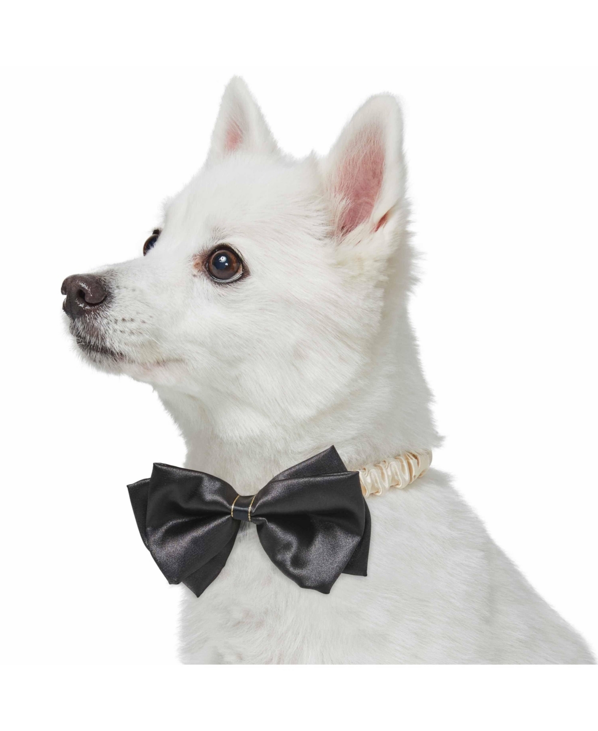 Click here for Blueberry Pet My Little Princess Dog Collar with E... prices