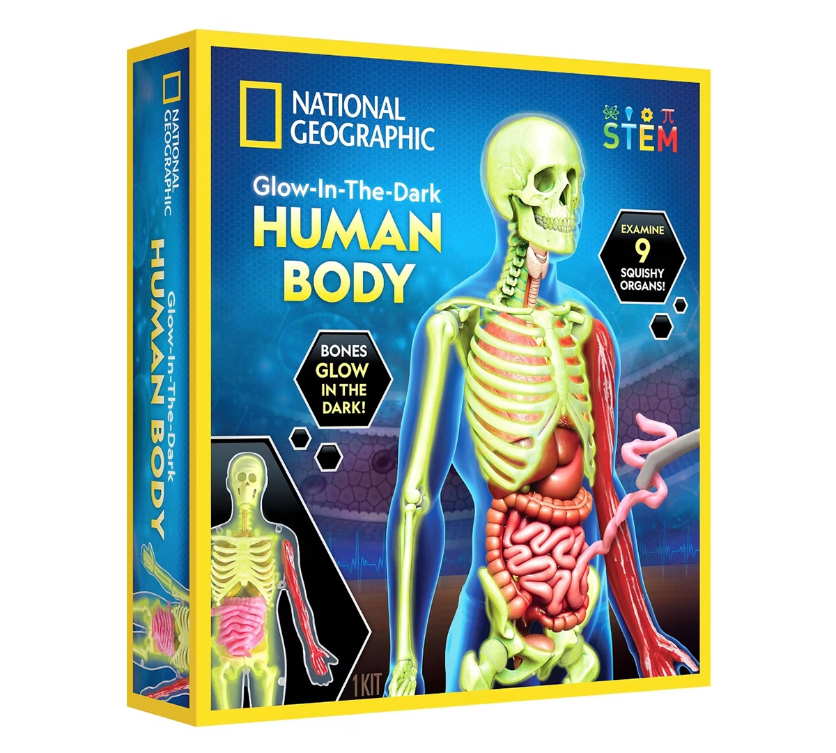 Click here for National Geographic Glow-In-The-Dark Human Body -... prices