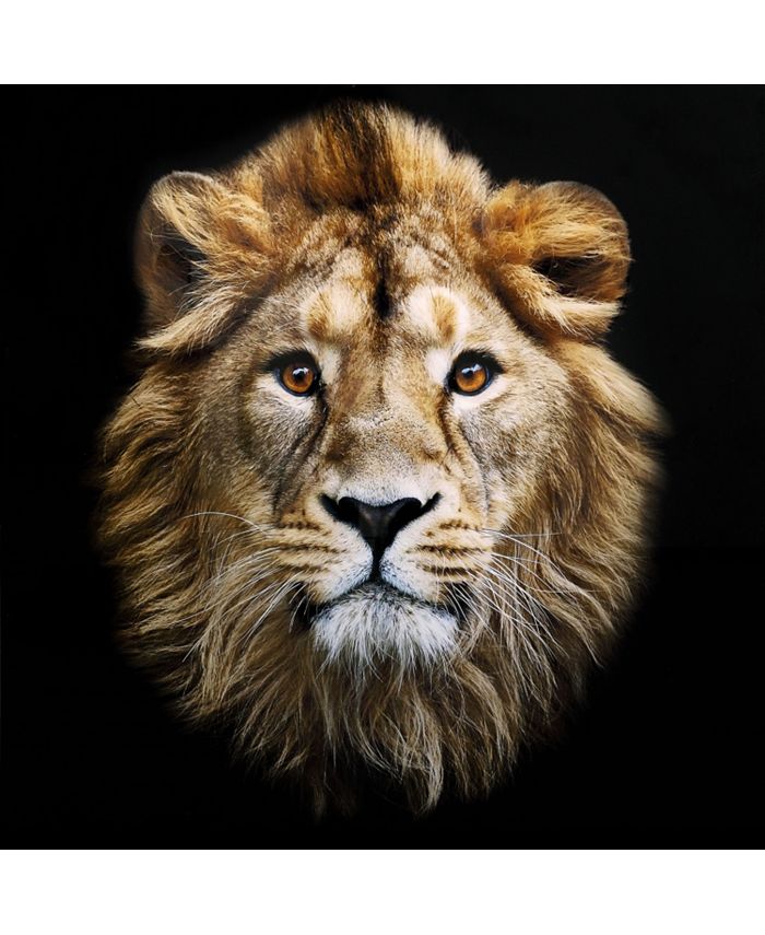 Moe's Home Collection African Lion Wall Decor - Macy's