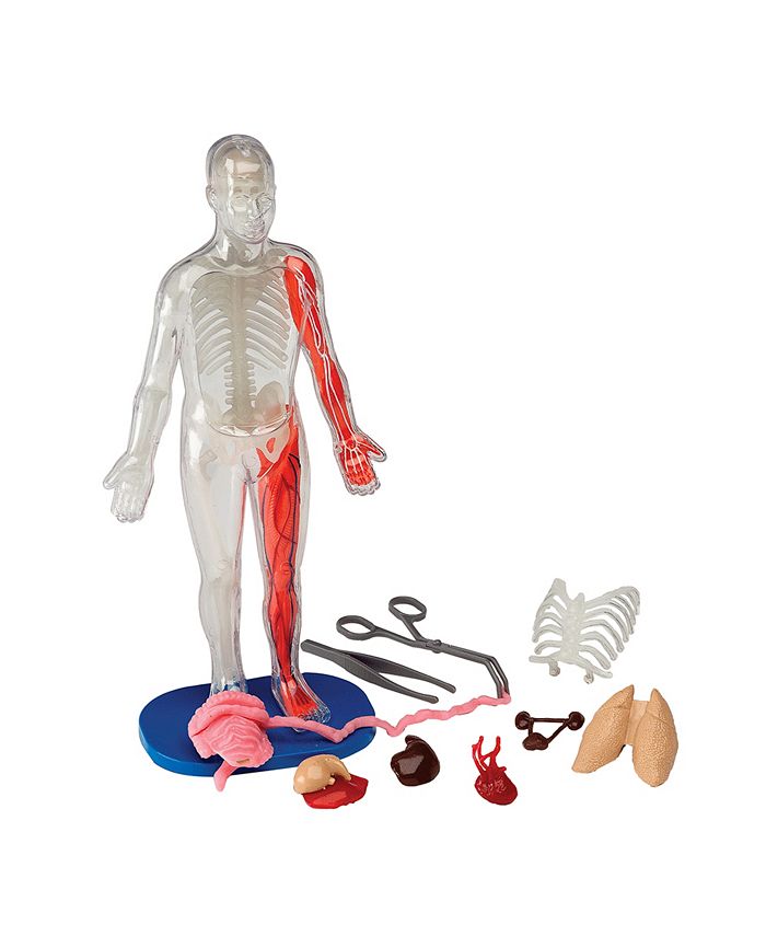 Redbox Smart Lab Squishy Human Body - Macy's