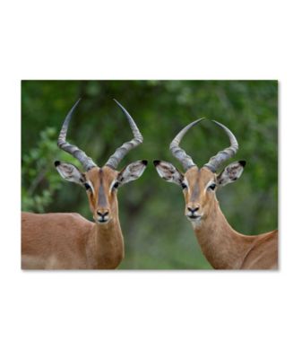 Robert Harding Picture Library 'Animals 103' Canvas Art - 24" x 18" x 2 ...