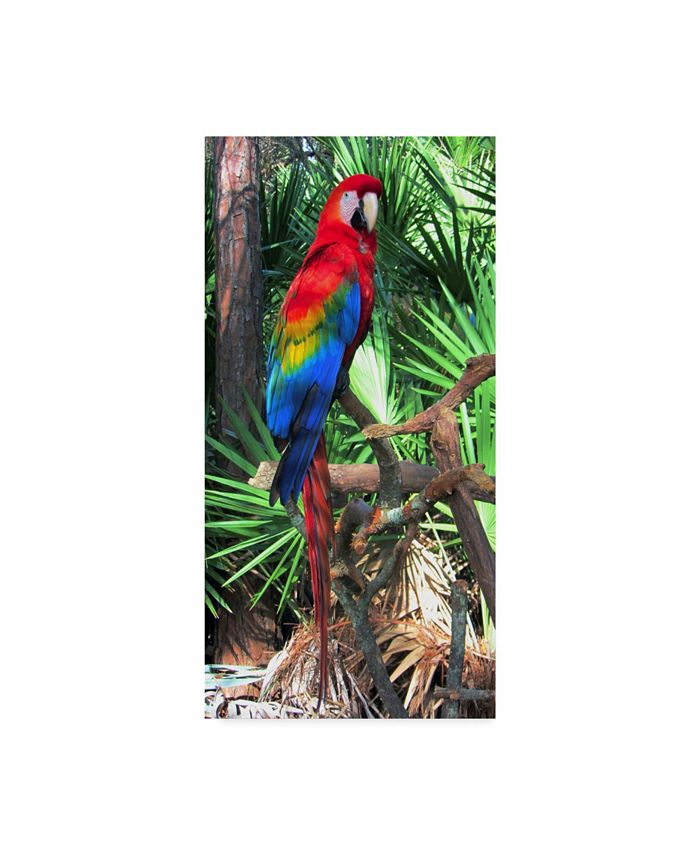 Trademark Global Robert Michaud 'Macaw' Canvas Art - 10" x 19" x 2 ...