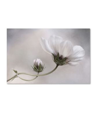 Mandy Disher 'Simply Cosmos' Canvas Art - 19" x 12" x 2" - Macy's