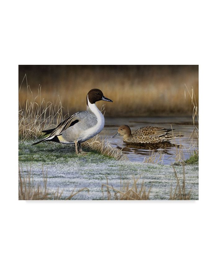 Trademark Global Nigel Artingstall 'Pintail Ducks' Canvas Art - 19" x ...