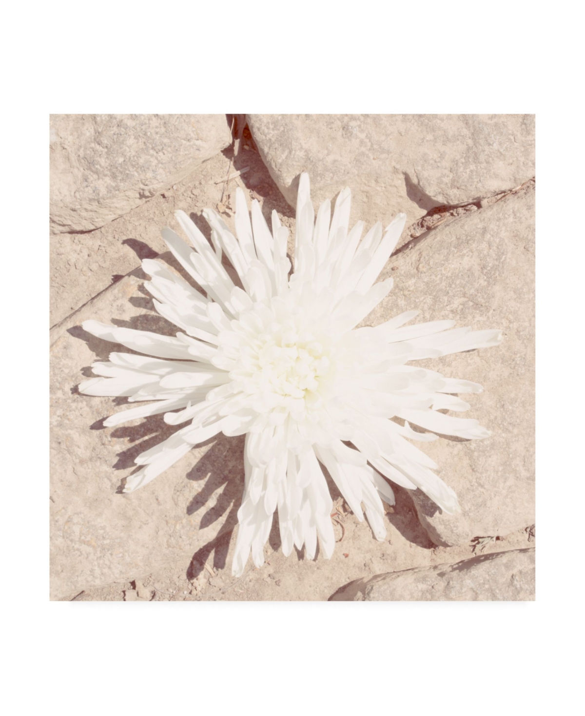 Click here for Jason Johnson Floral Canvas Art - 19.5 x 26 - Mult... prices