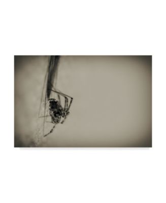 Pixie Pics Spider 1 Canvas Art - 20" x 25" - Macy's