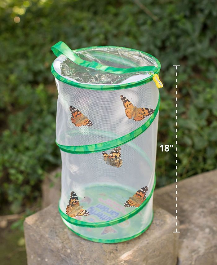 Insect Lore STEM Educational Butterfly Life Cycle Toy With Figurines ...
