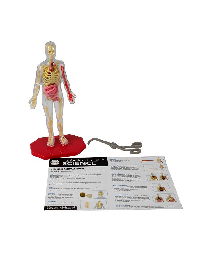 RMS Human Model Squishy Anatomy Kit - Macy's