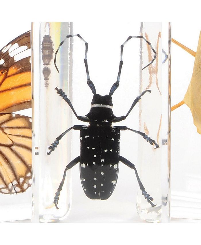Kaplan Early Learning Insect Specimen Set - Set of 4 - Macy's
