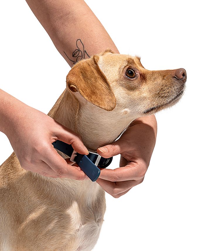 Wild One Navy Buckle Dog Collar - Macy's