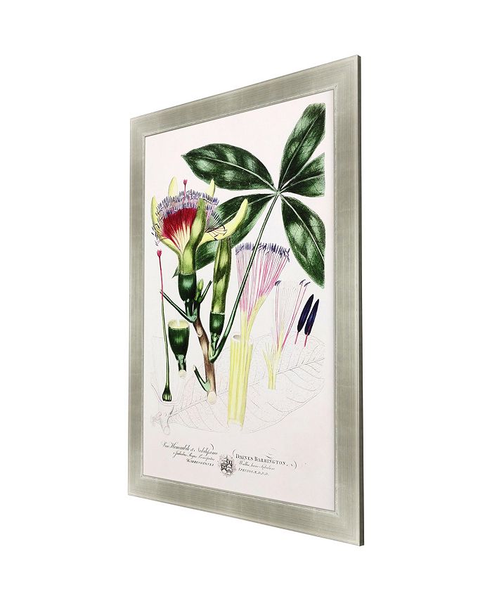Paragon Picture Gallery Imperial Tropical II Framed Art - Macy's