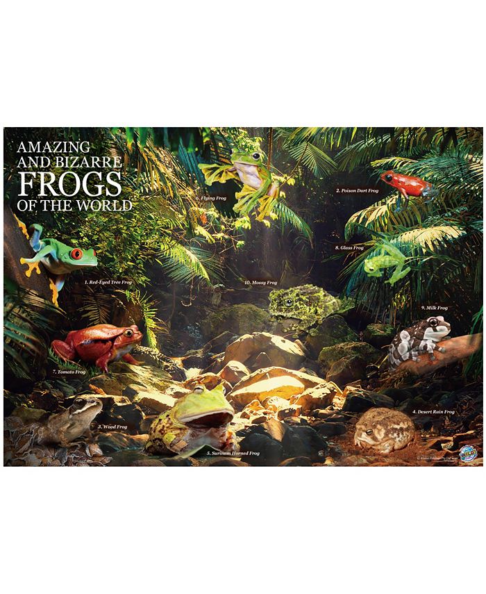 WILD! Science Wild Environmental Science - Amazing and Bizarre Frogs of ...