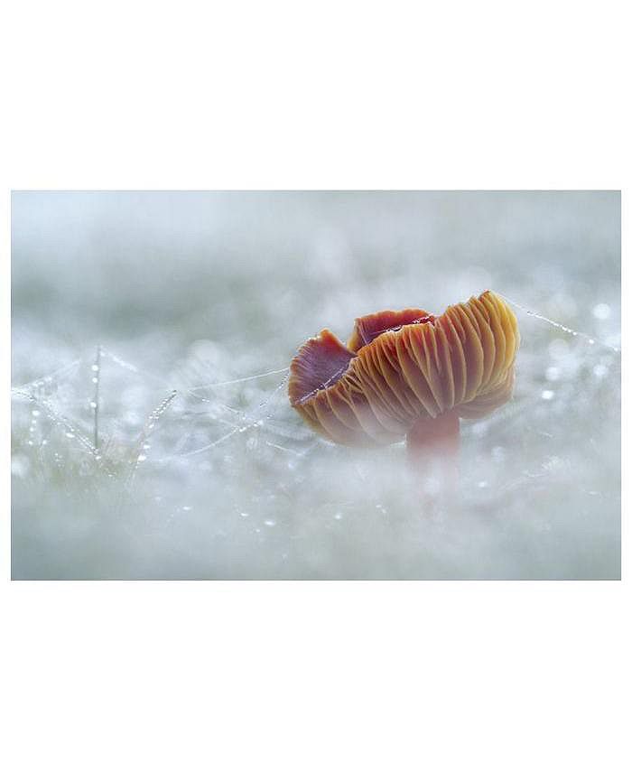 Barnes & Noble Entangled Life- The Illustrated Edition- How Fungi Make ...