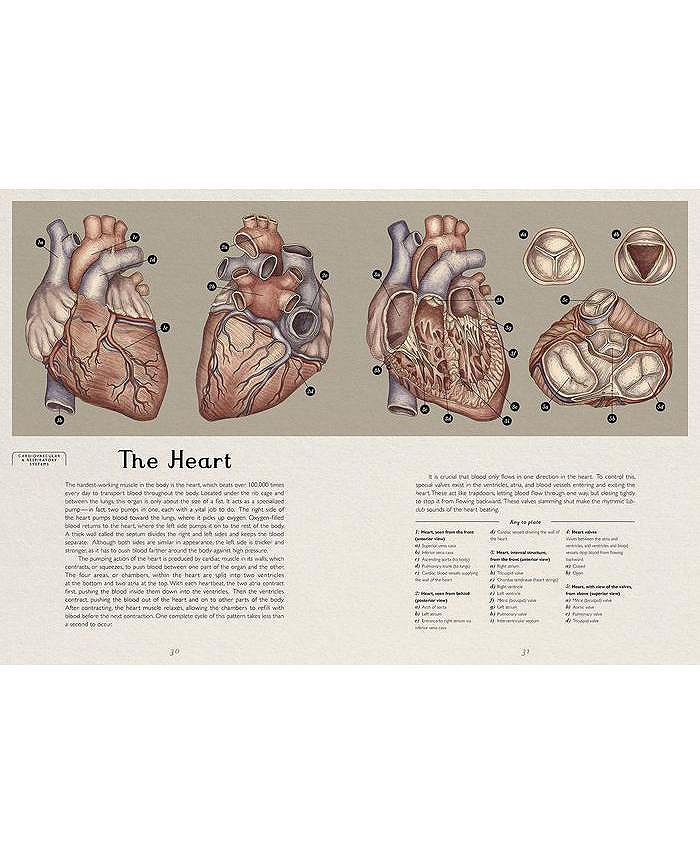 Barnes & Noble Anatomicum- Welcome to the Museum by Jennifer Z. Paxton ...