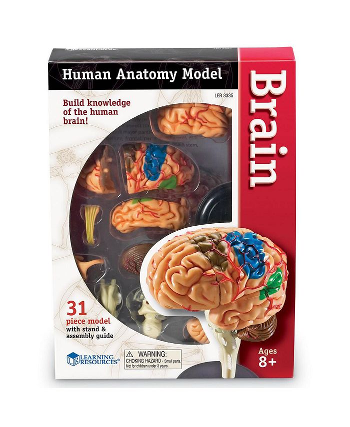 Learning Resources Brain Anatomy Realistic Model - Macy's