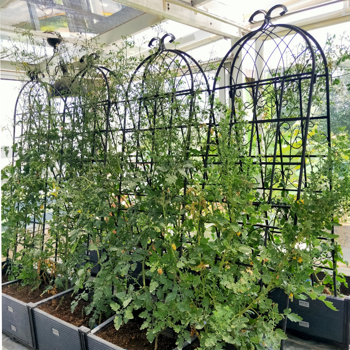 Click here for Streamdale Metal Garden Trellis 71" x 19.7&#x... prices