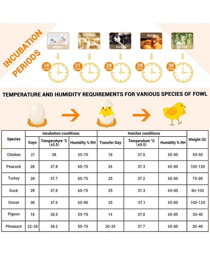 Yescom 30 Egg Incubator Temperature Humidity Auto Turning Poultry Hatcher Chicken - Macy's