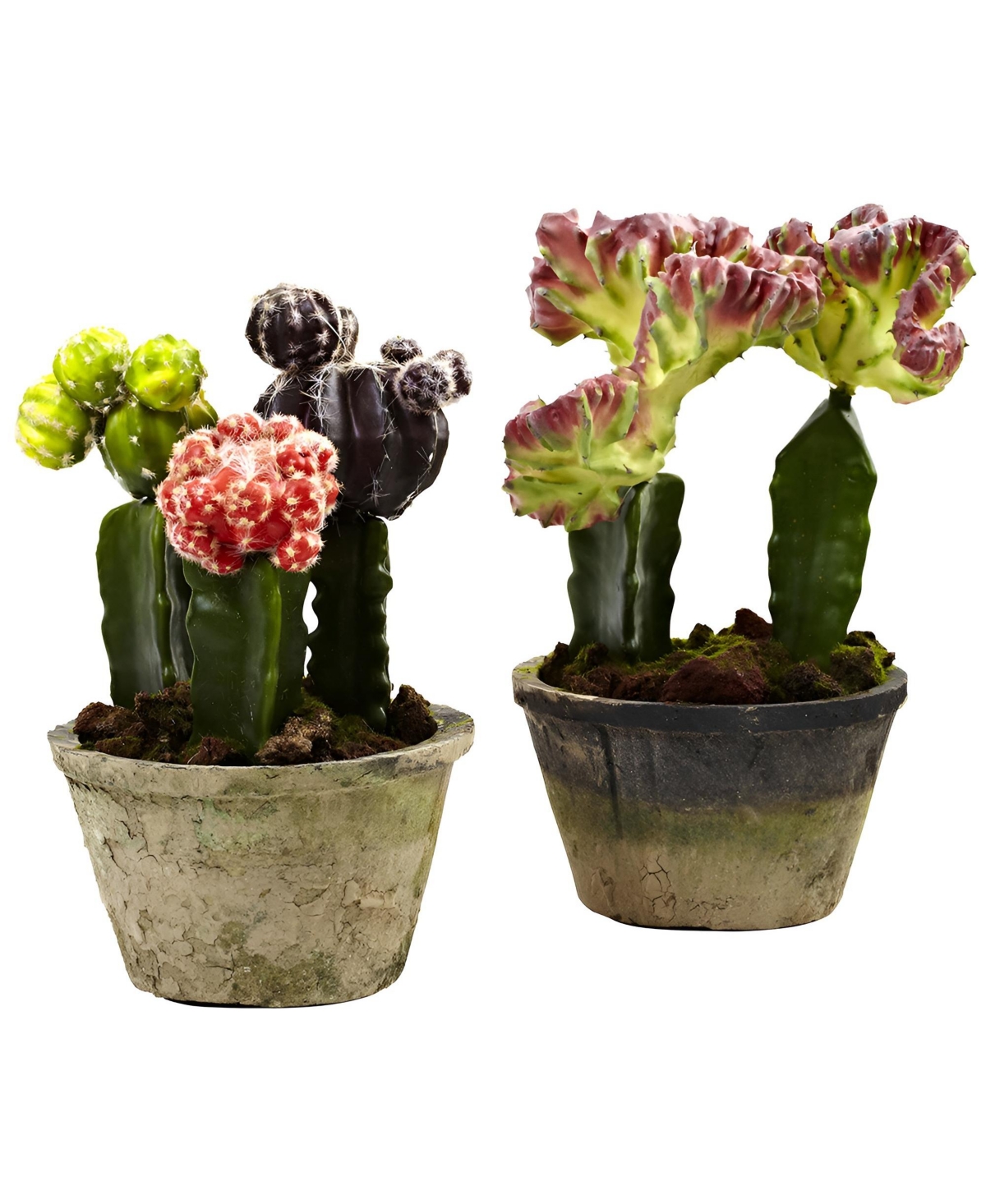Click here for Slickblue Vibrant Cactus Gardens Colorful Succulen... prices