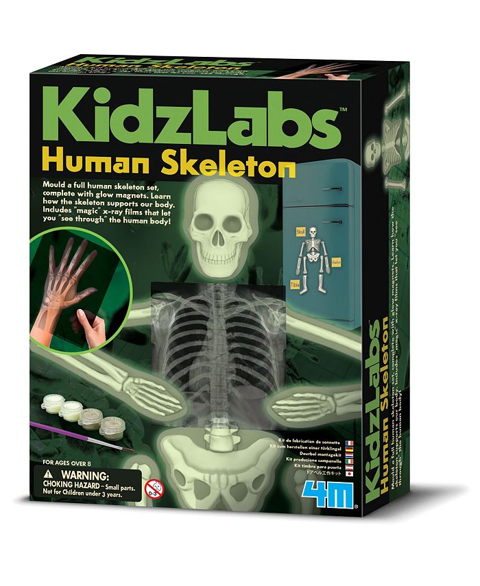 Redbox 4M Glow Human Skeleton Science Kit - Macy's