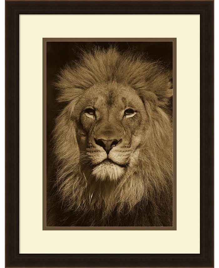 Amanti Art African Lion Male Portrait, Native To Africa - Sepia Framed ...