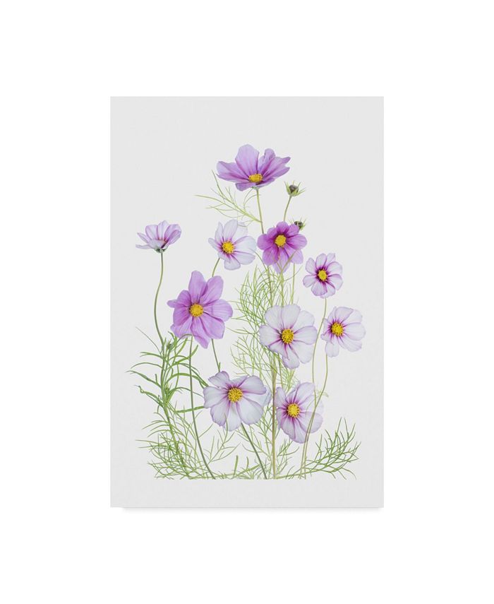 Trademark Global Mandy Disher 'Cosmos Comfort' Canvas Art - 22" x 2" x ...