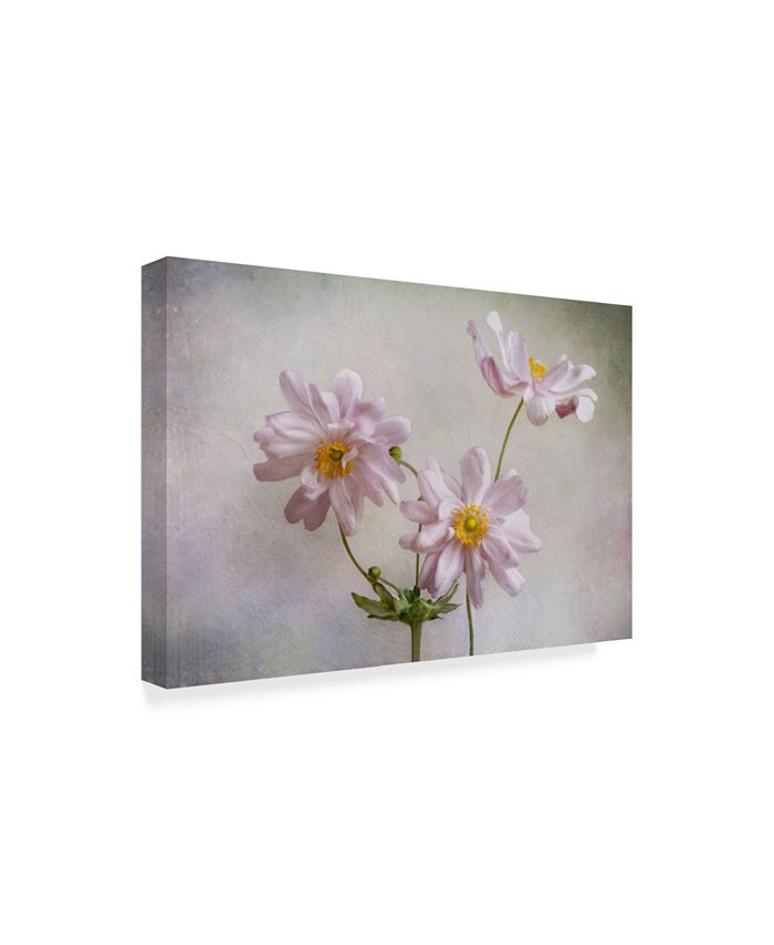 Trademark Global Mandy Disher 'Pink Anemones' Canvas Art - 47" x 2" x ...