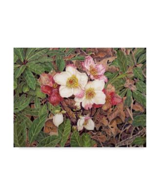 Jan Benz 'Hellebores' Canvas Art - 47" x 35" - Macy's