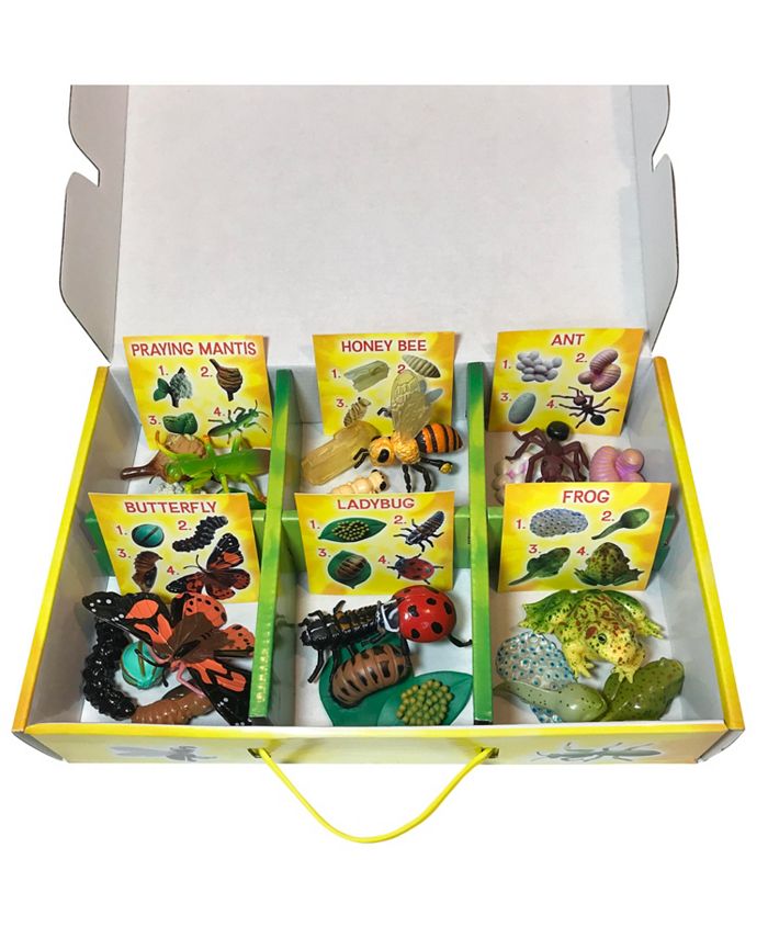 Insect Lore STEM Learning Life Cycle Stage Figurines & Reviews - All ...