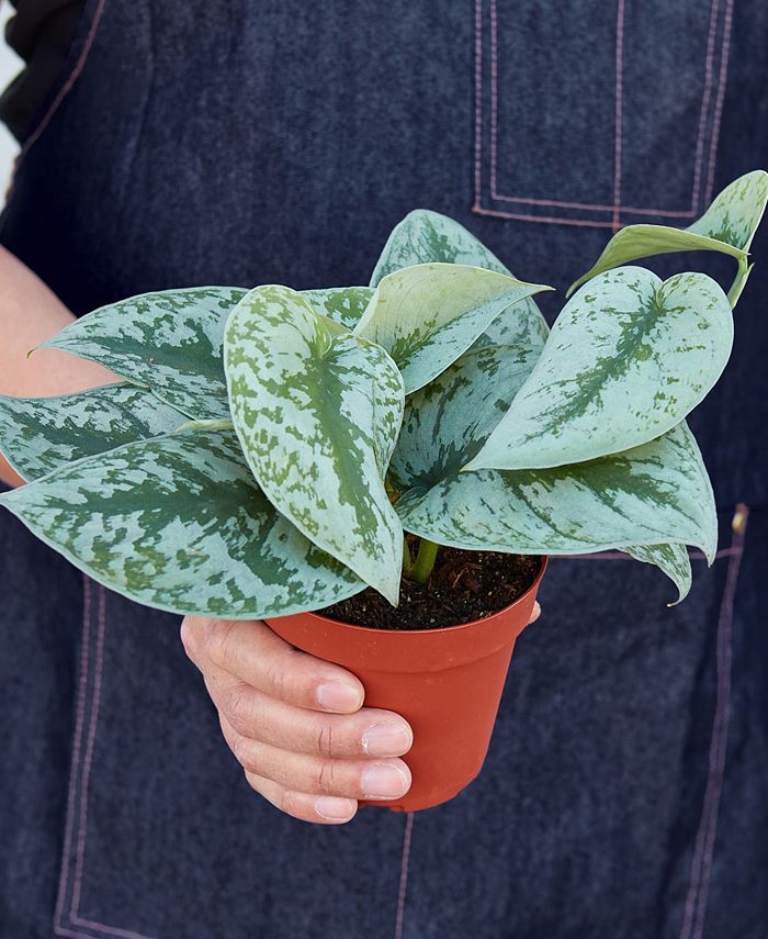 House Plant Shop Pothos 'Silver Splash' Live Plant, 4" Pot - Macy's
