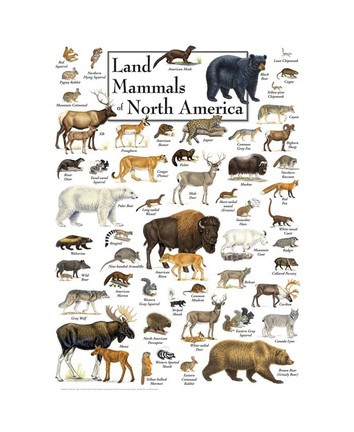 Masterpieces Land Mammals of North America 1000 Piece Jigsaw Puzzle ...