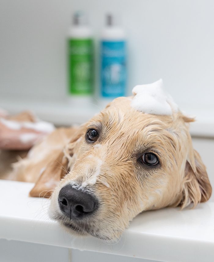 Petcode Paws Deluxe Dog Grooming 50" x 30" Spa Kit Large Towel, Set of ...