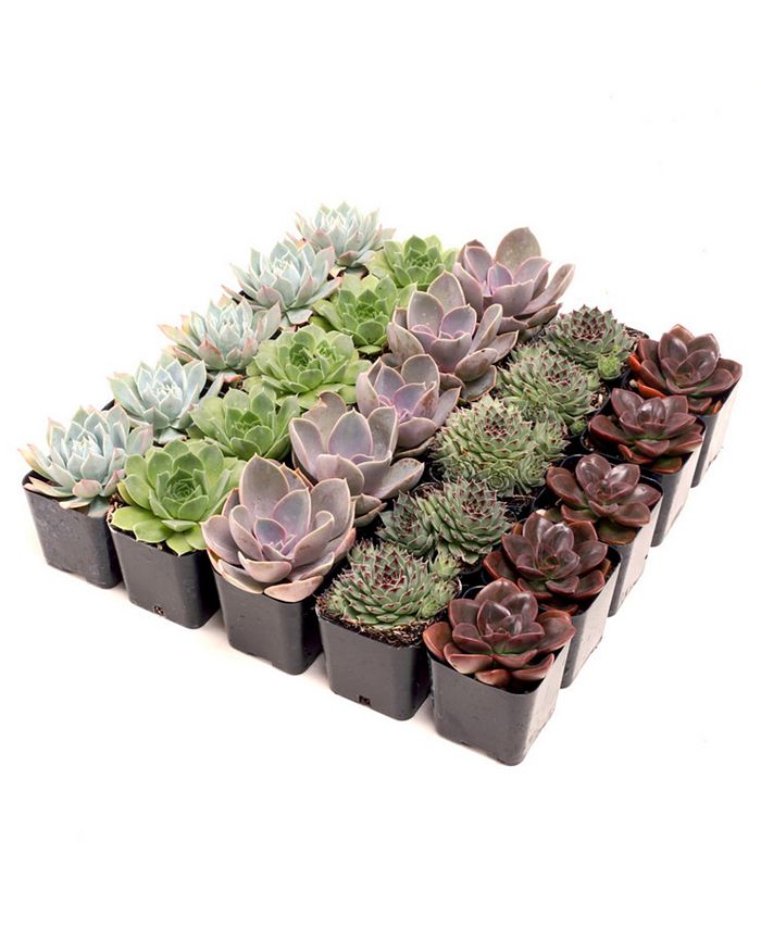 Mountain Crest Gardens Rosette Succulents Bulk 25 Tray - 5 Types w/ ID ...